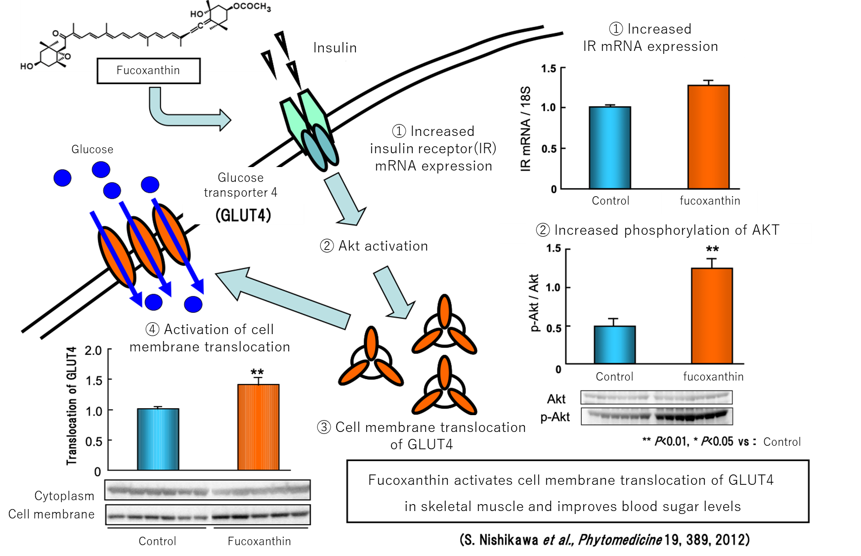 コース: Metabolic syndrome prevention function of brown algae ingredients ...
