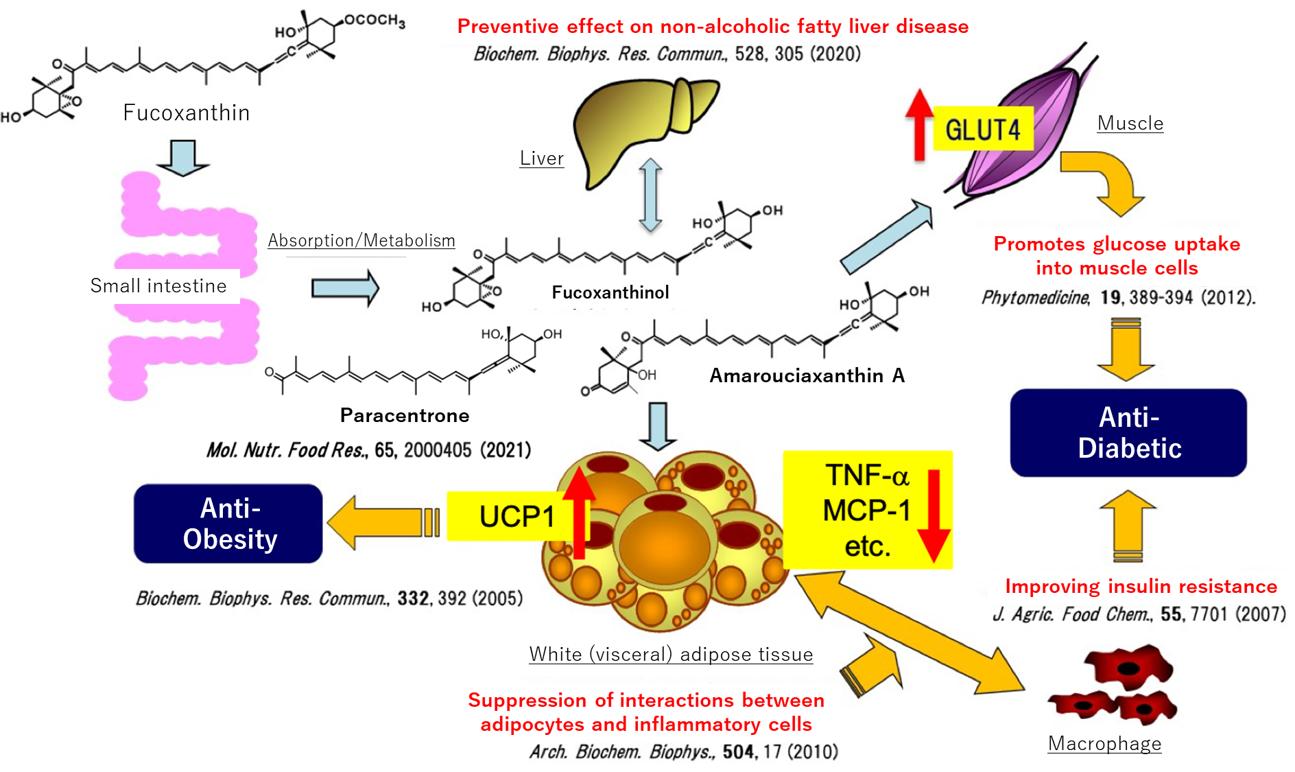 コース: Metabolic syndrome prevention function of brown algae ingredients ...