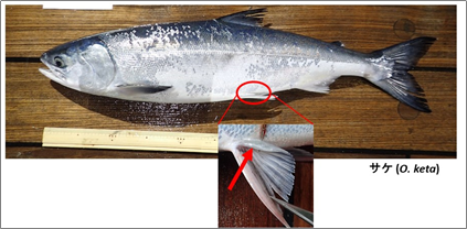 コース: Secondary sexual characteristics of fish of the genus Oncorhynchus ...