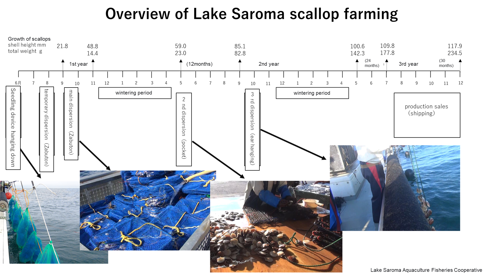 コース: Scallop | LASBOS Moodle