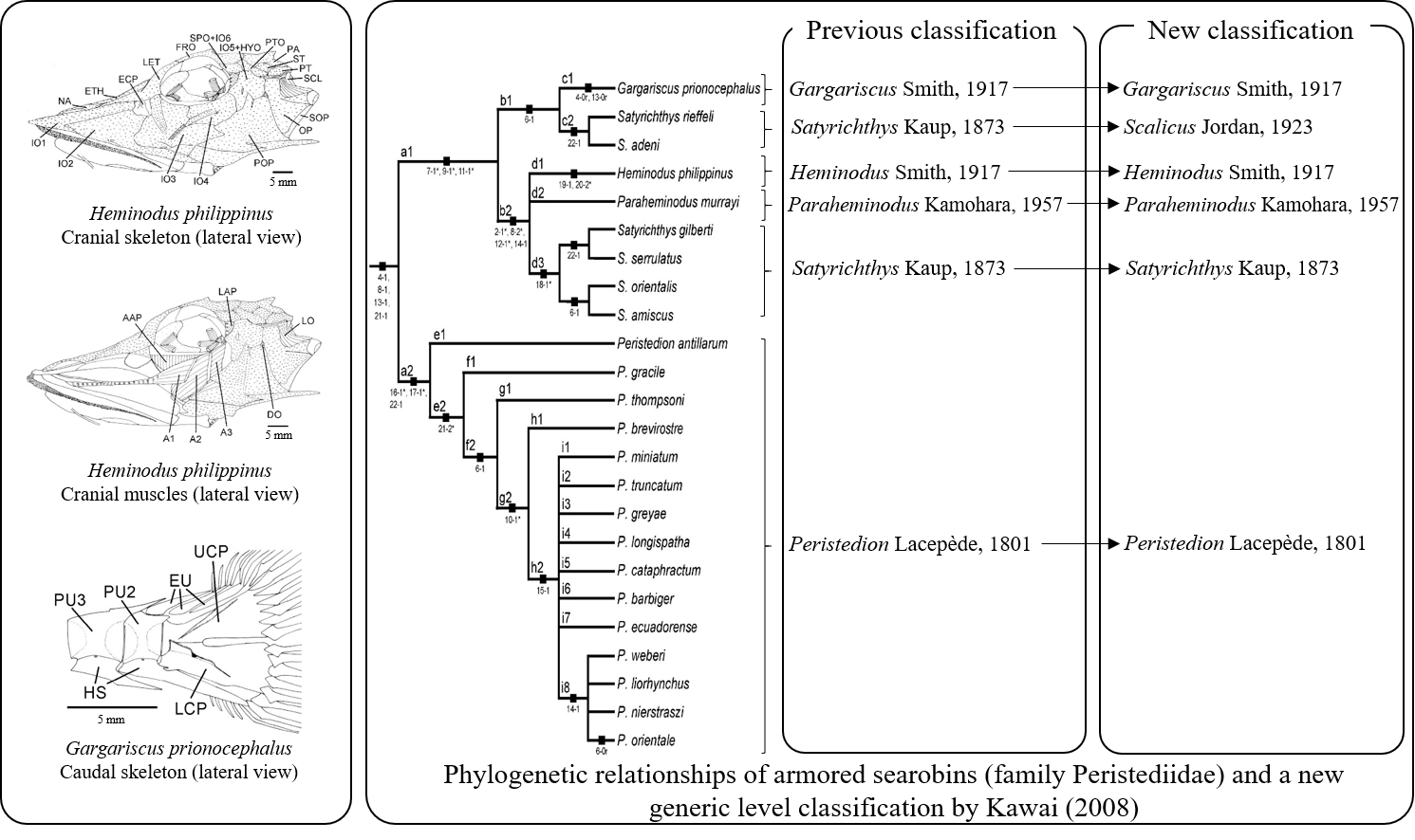 コース: Phylogenetic systematics of fishes | LASBOS Moodle