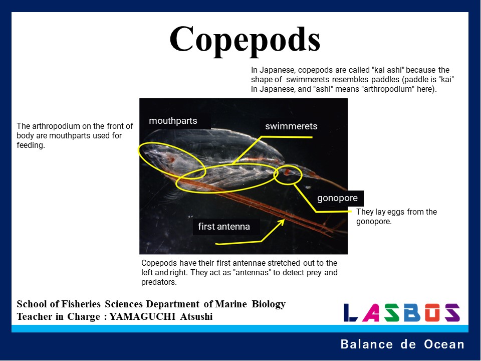 コース: Plankton | LASBOS Moodle