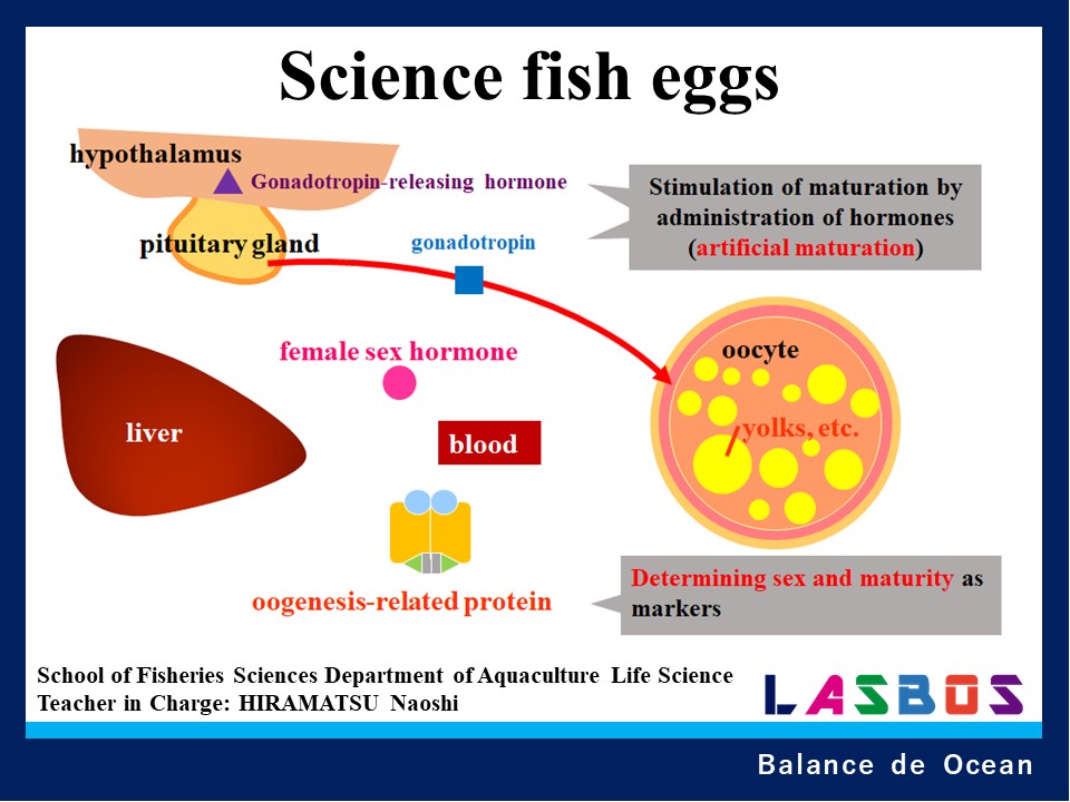 コース: Faculty of Fisheries Sciences Research Introduction