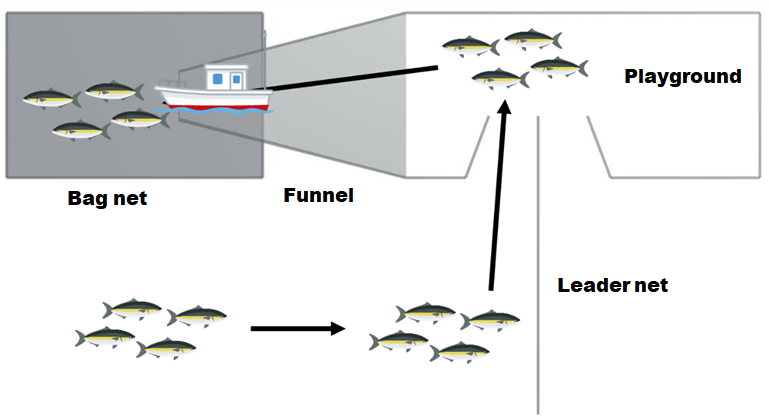 コース: Set Net Design Using the Simulation of a School of Fish | LASBOS ...
