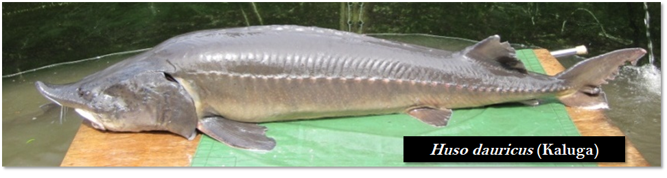 课程： Sturgeon | LASBOS Moodle