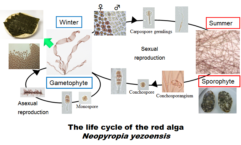 コース: Research on the Use of Reproductive Mechanisms in Red Algae ...