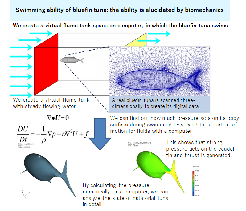 コース: Analysis of the Underwater Dynamics of Fishing Gear and Swimming ...