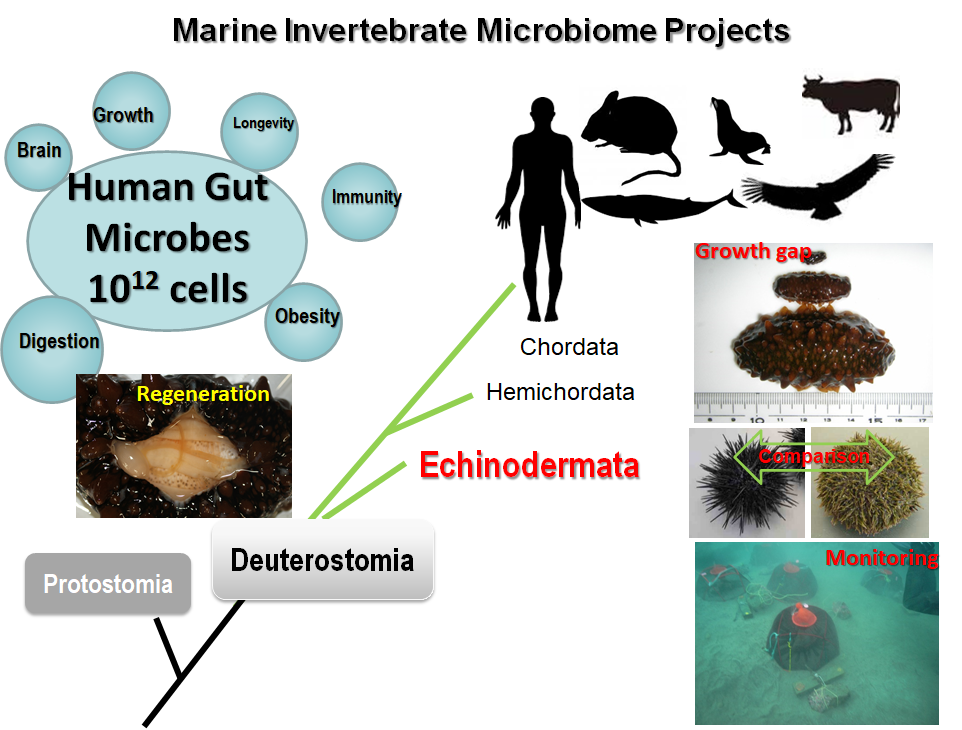 コース: Physiological ecology of marine microbes and utilization for ...